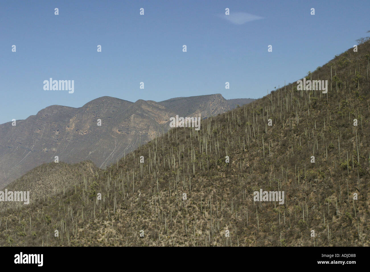 Cacti forests in southern Mexico Stock Photo - Alamy