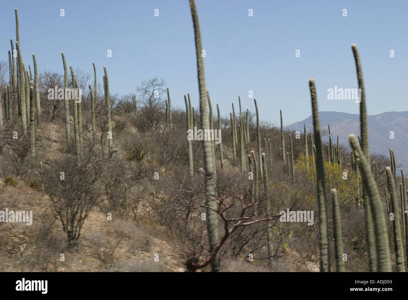 Cacti forests in southern Mexico Stock Photo - Alamy
