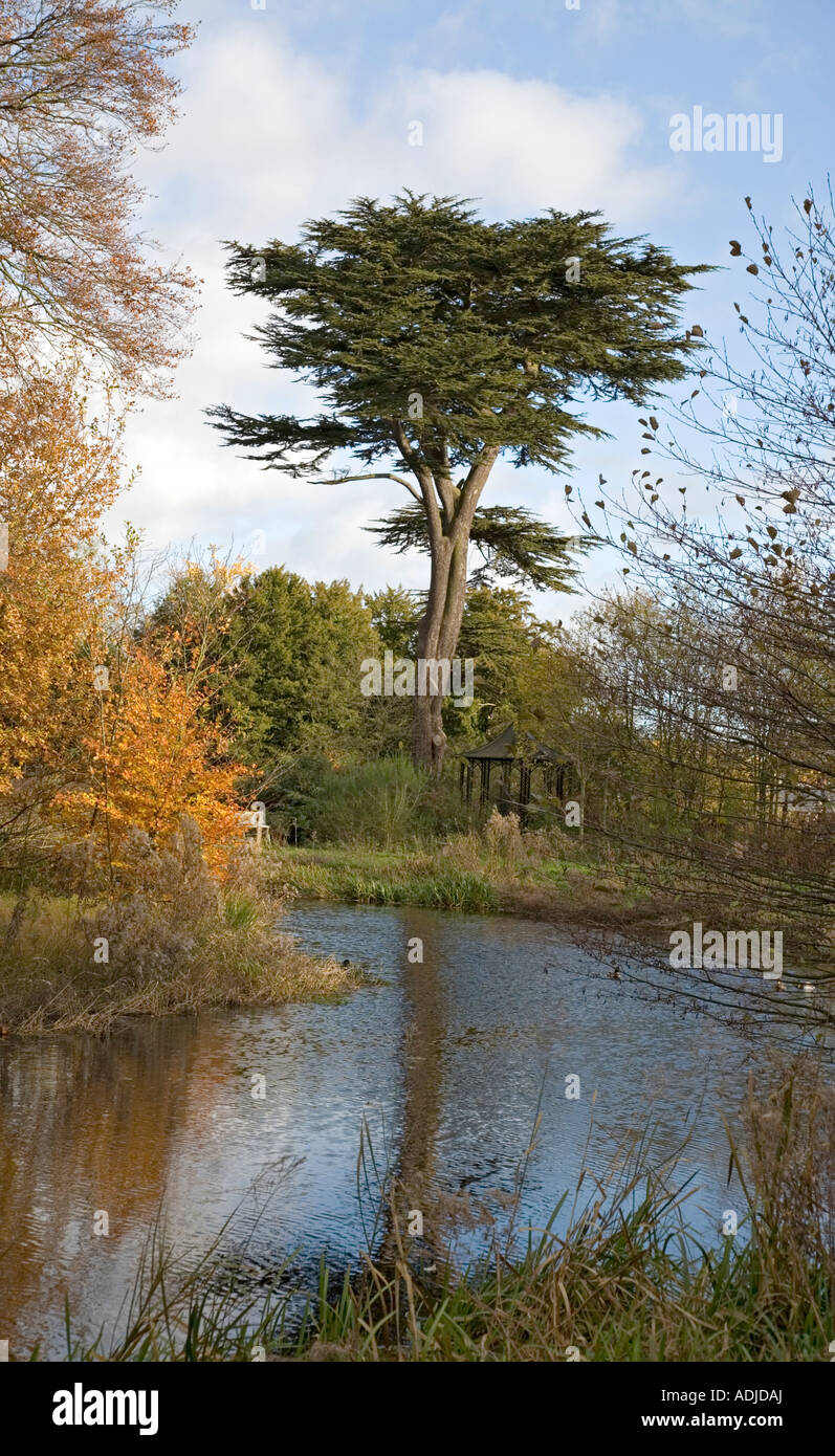 Cannock chase wildlife hi-res stock photography and images - Alamy