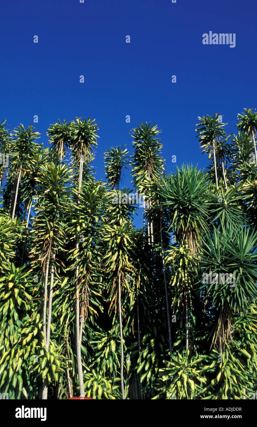 Central America COSTA RICA Indian Cane Stock Photo - Alamy