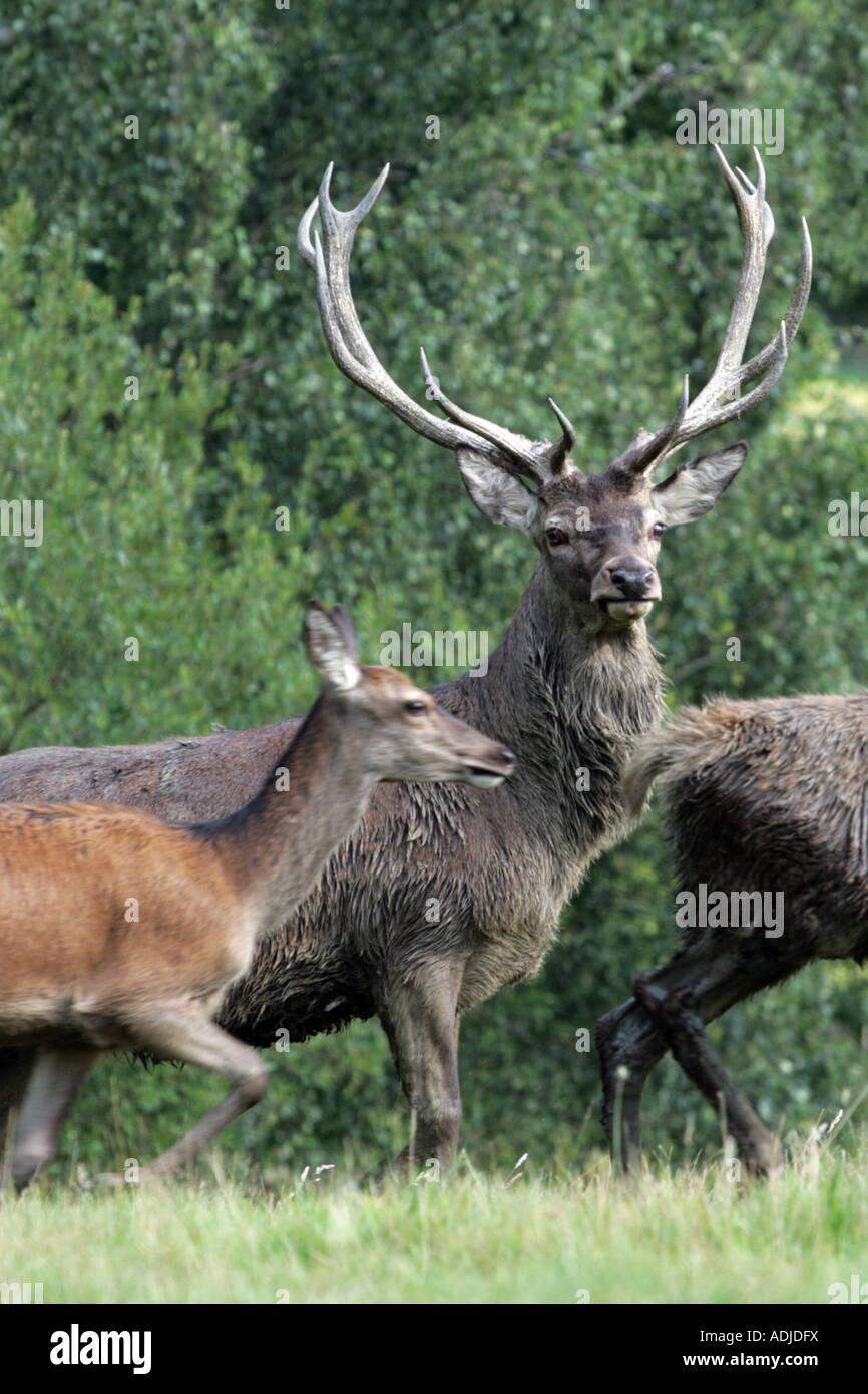 Red Deer Stag in Windsor Great Park, Berkshire, England, UK Stock Photo ...