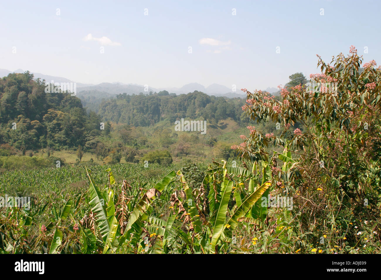 Bannana plantation hi-res stock photography and images - Alamy