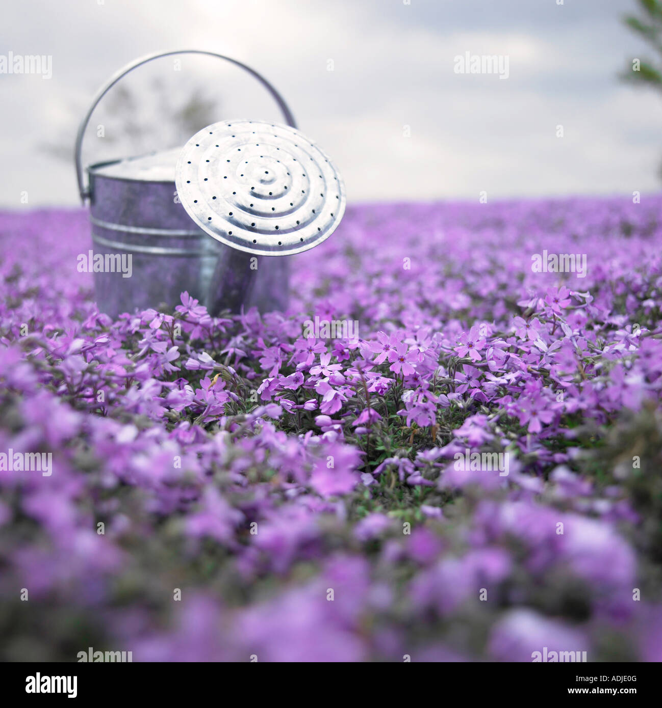 a watering pot in a flower garden Stock Photo - Alamy