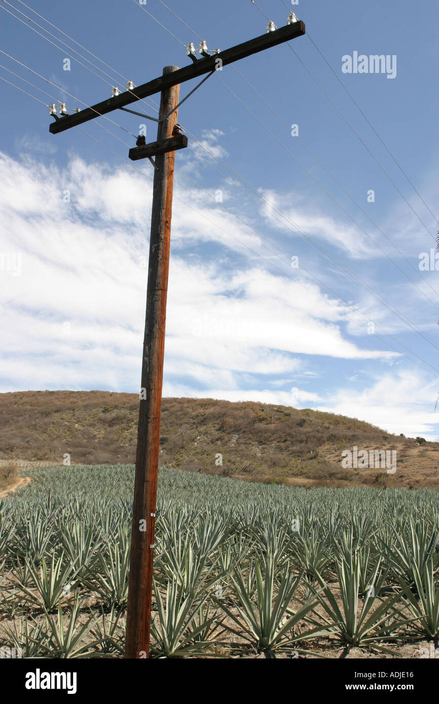 Oaxaca Mexico Farming High Resolution Stock Photography and Images - Alamy