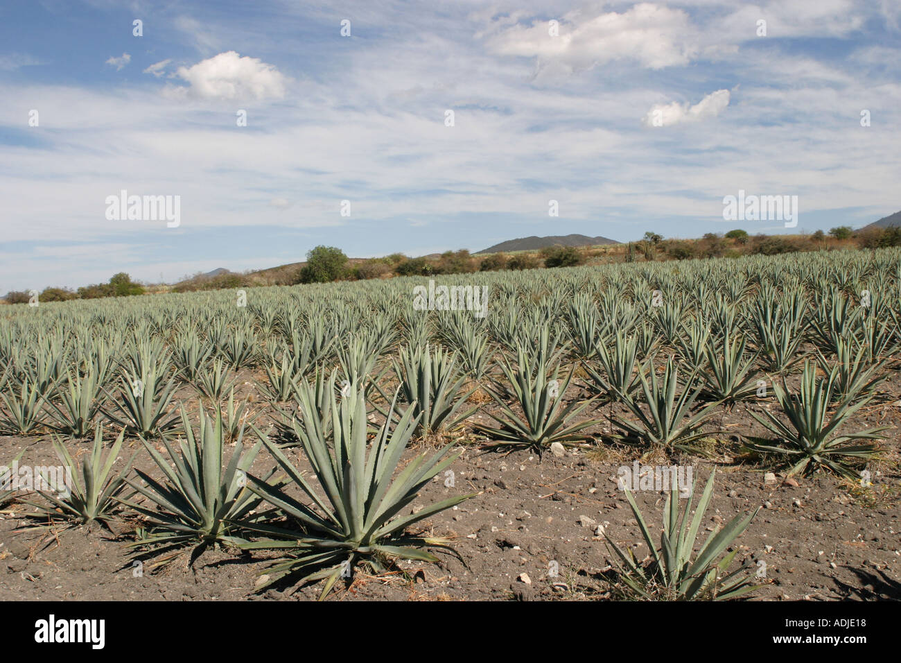 Oaxaca mexico farming hi-res stock photography and images - Alamy