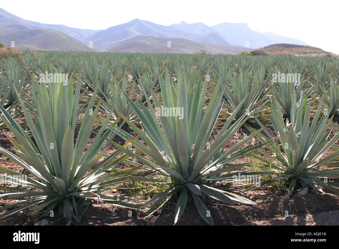 Oaxaca mexico farming hi-res stock photography and images - Alamy