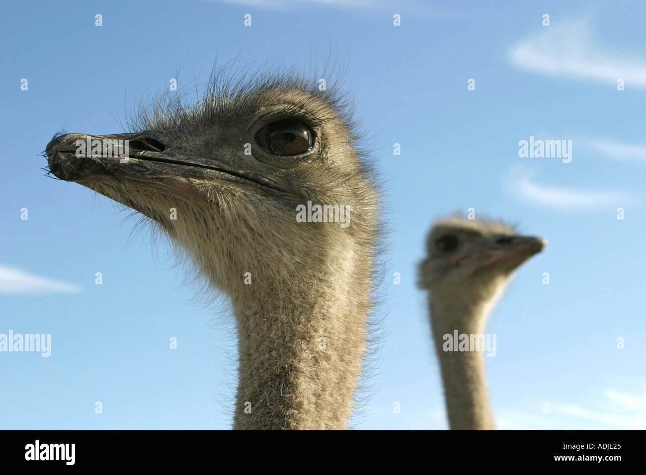 Close up of two Ostrich heads Stock Photo - Alamy