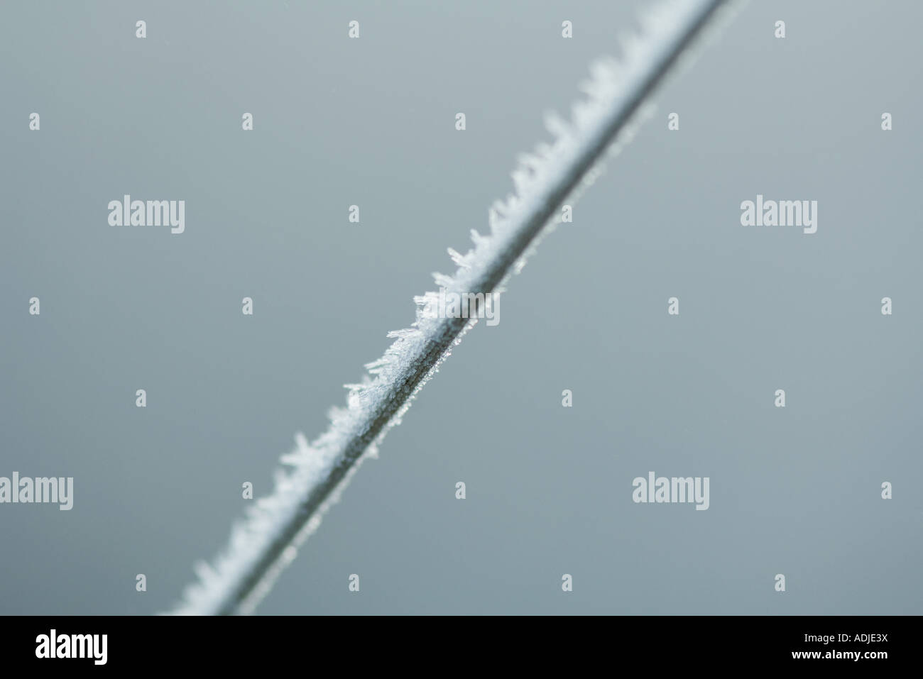 Frost covered blade of grass Stock Photo - Alamy