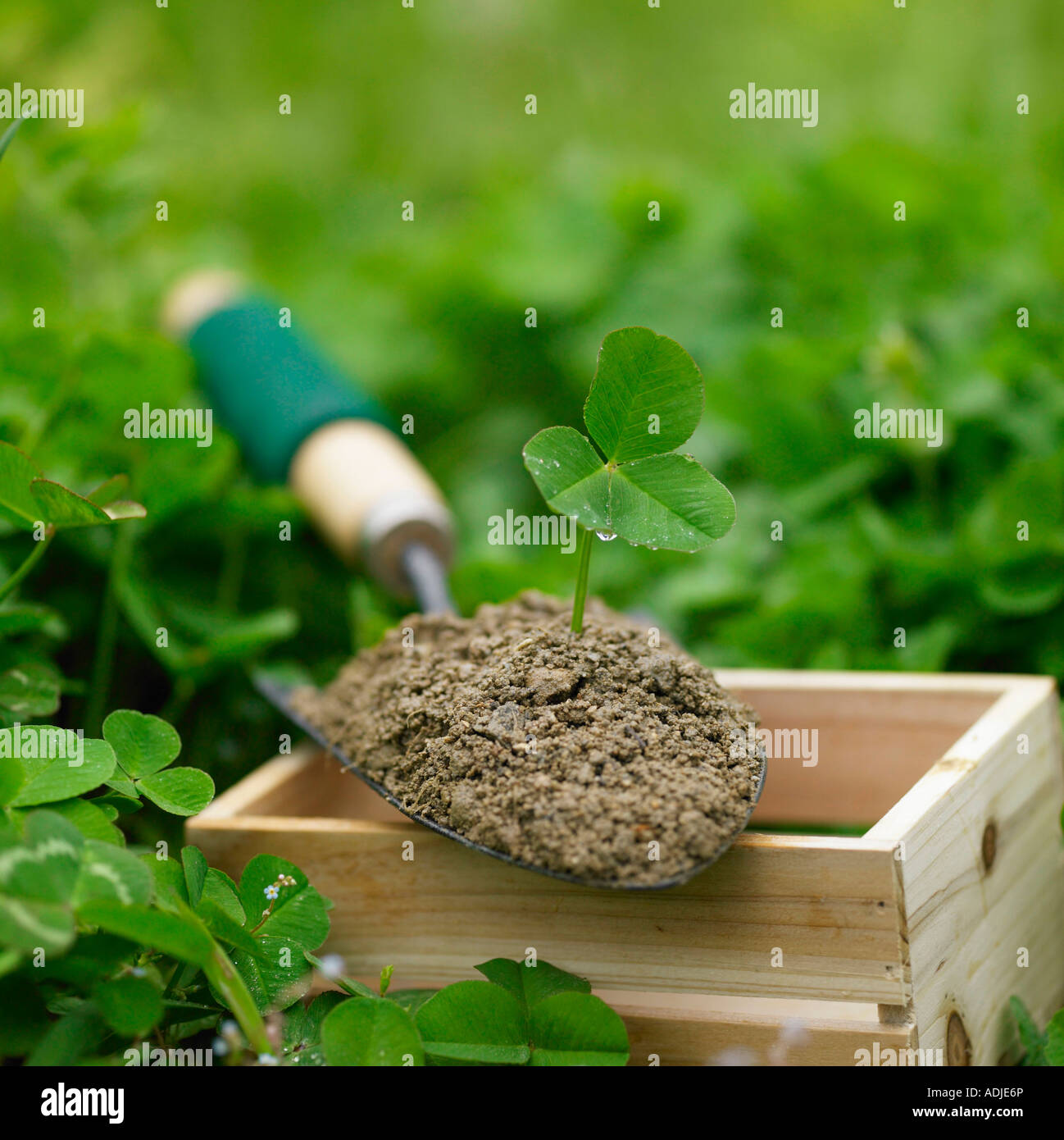 Clover box hi-res stock photography and images - Alamy