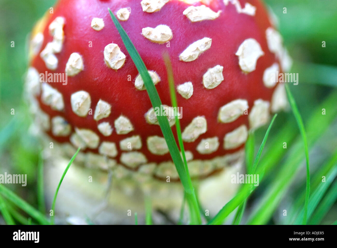 Red toad stall hi-res stock photography and images - Alamy