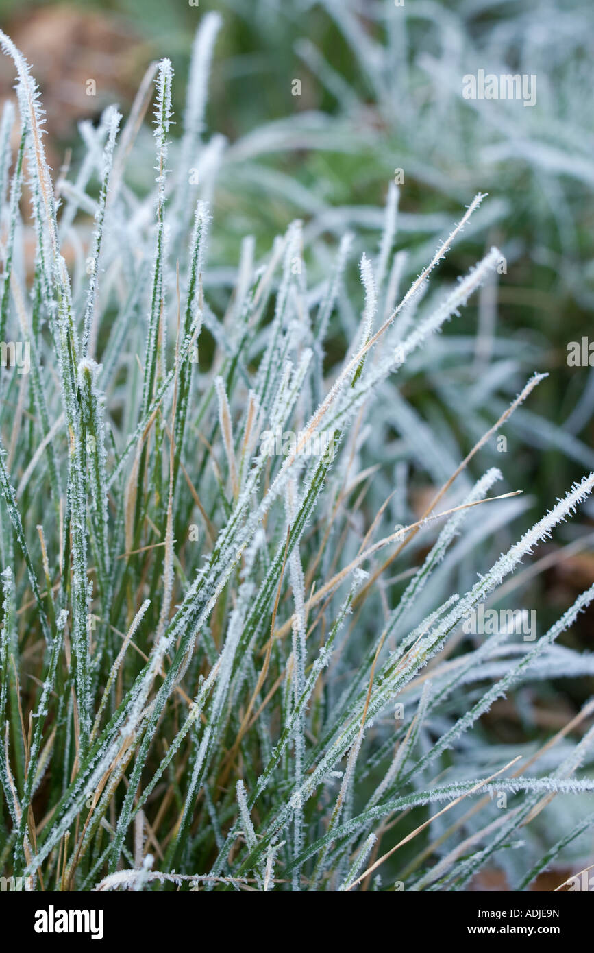 Frost covered grass Stock Photo - Alamy