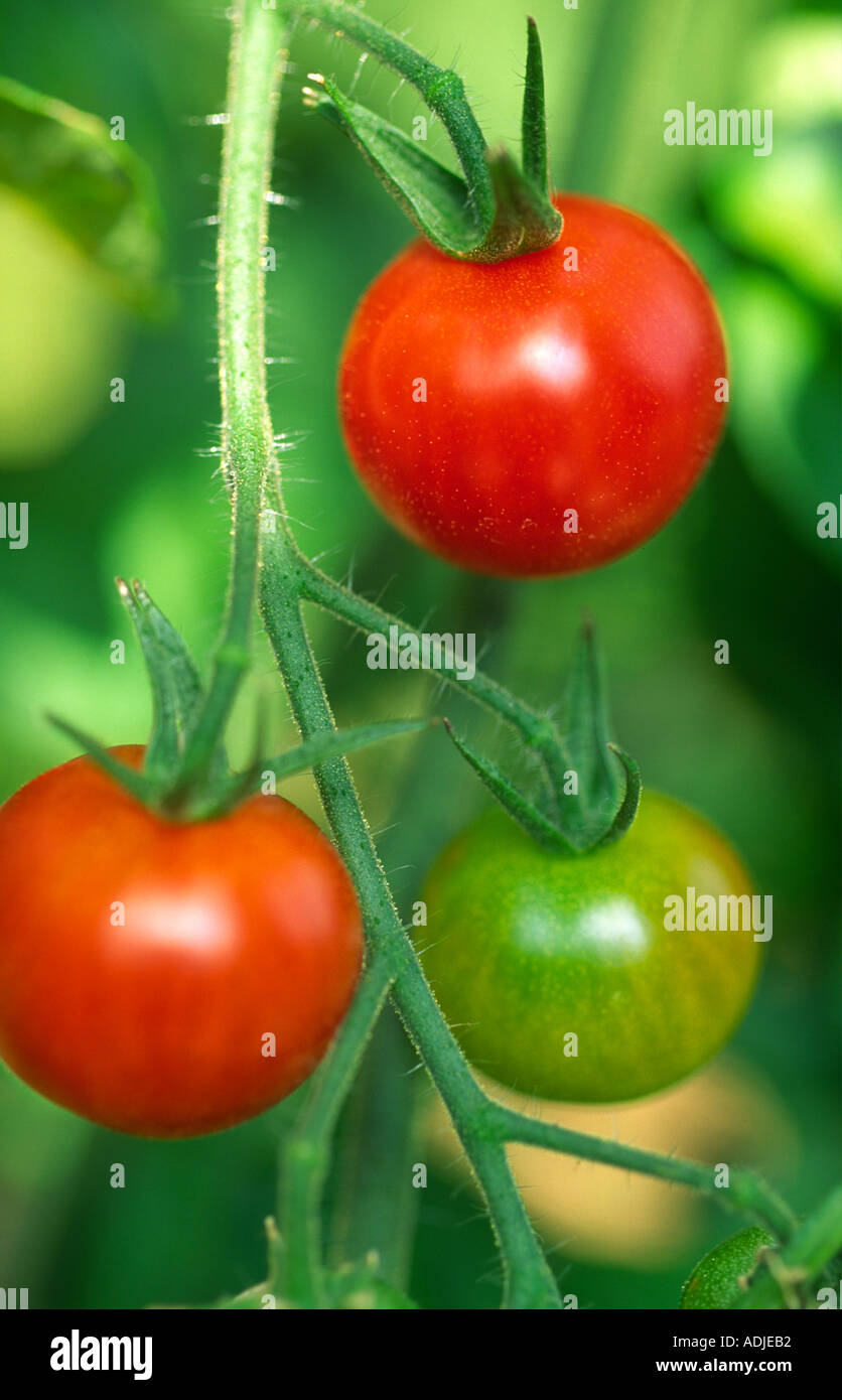 Ripe and ripening tomatoes on the vine Stock Photo - Alamy