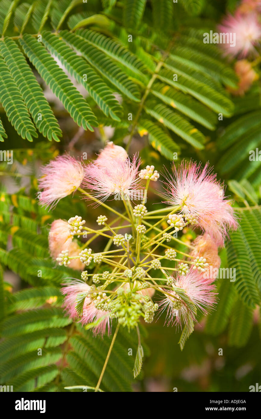 Mediterranean tropical variety vegetation leaves unusual tree top ...
