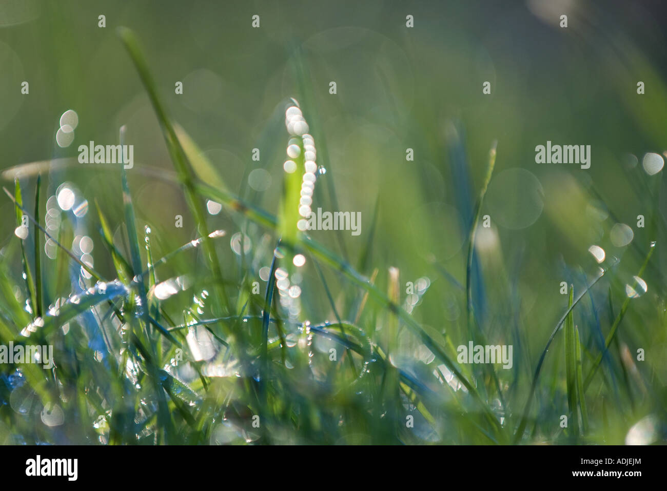 Wet grass, defocused Stock Photo - Alamy Wet grass, defocused Stock Photo - Alamy