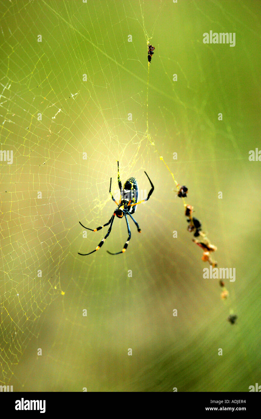 Large african spider hi-res stock photography and images - Alamy