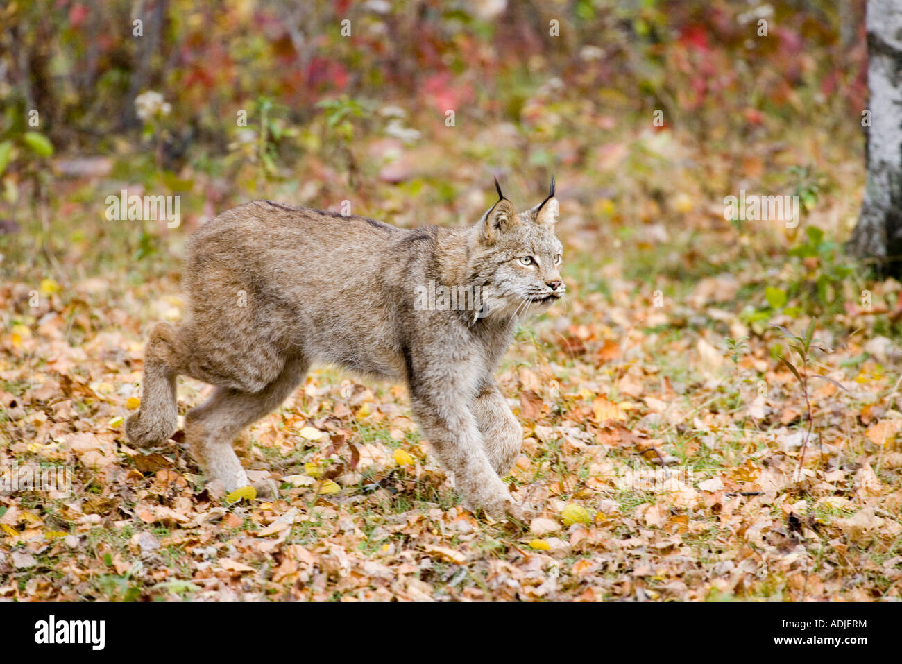 Lynx snowshoe hare hi-res stock photography and images - Alamy