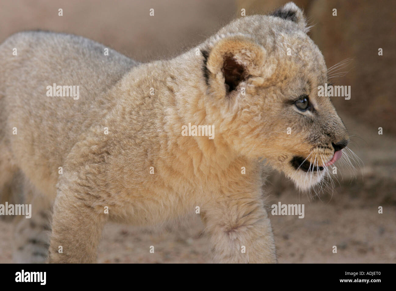 A white lion cub Stock Photo - Alamy