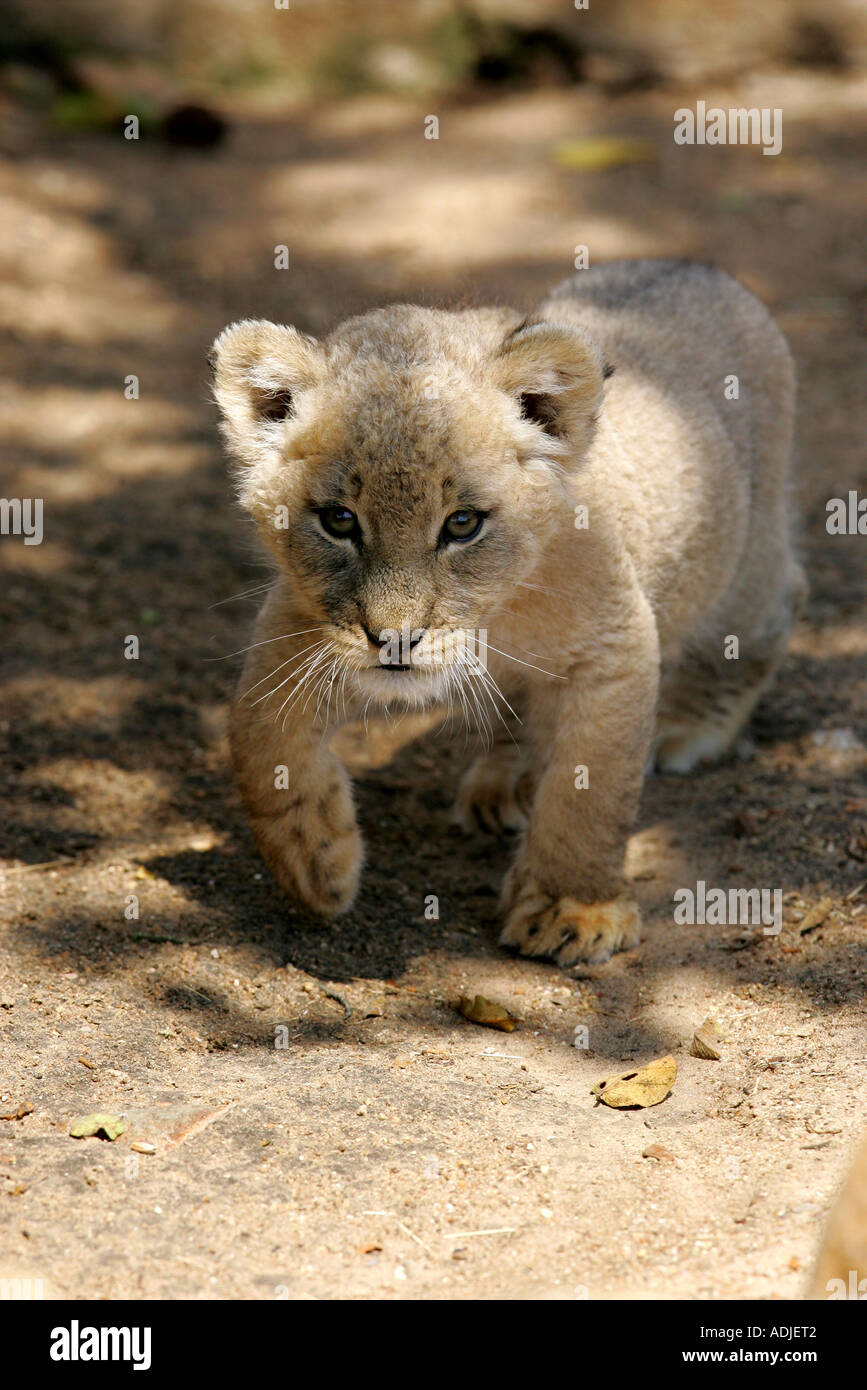 A white lion cub Stock Photo - Alamy