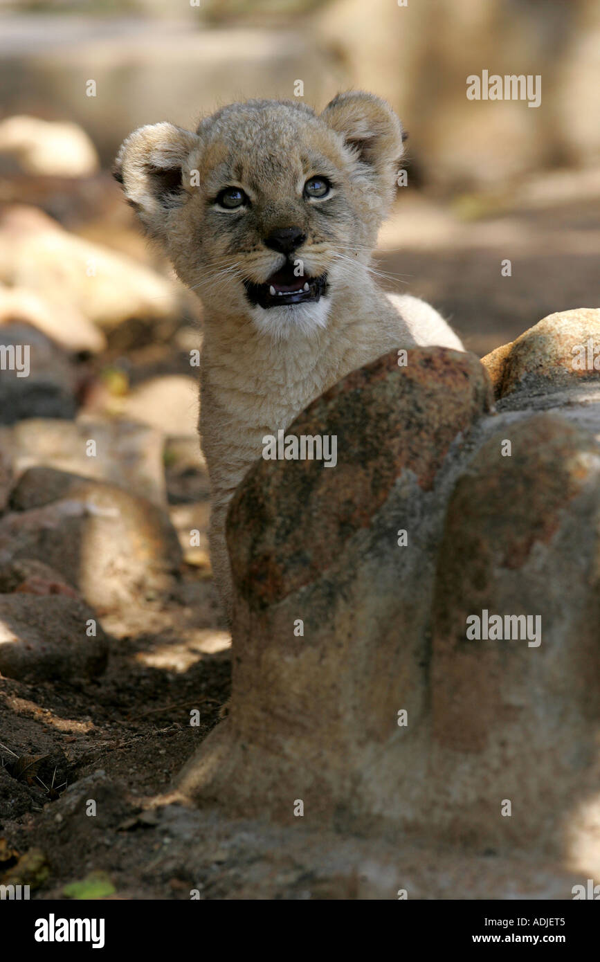 Albino lion cub hi-res stock photography and images - Alamy