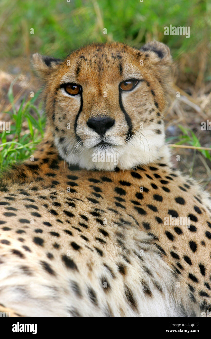 An African Cheetah Stock Photo - Alamy