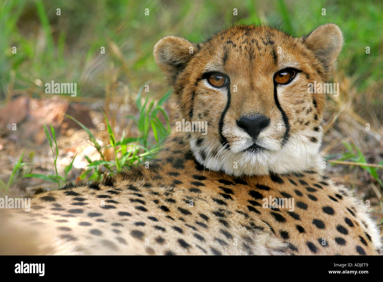 Cheetah tall grasses hi-res stock photography and images - Alamy
