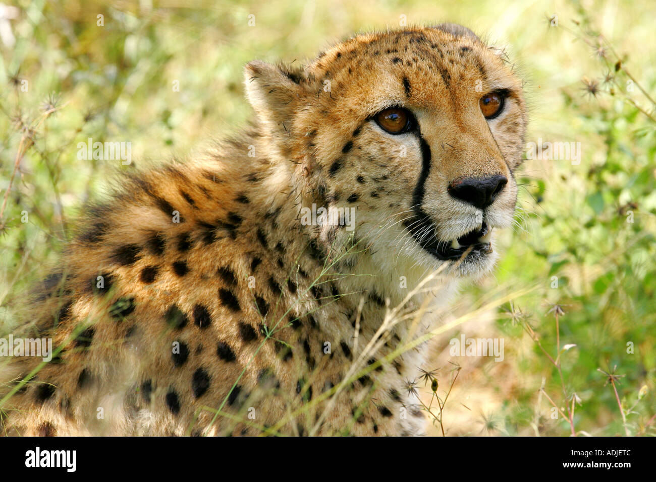 Cheetah tall grasses hi-res stock photography and images - Alamy