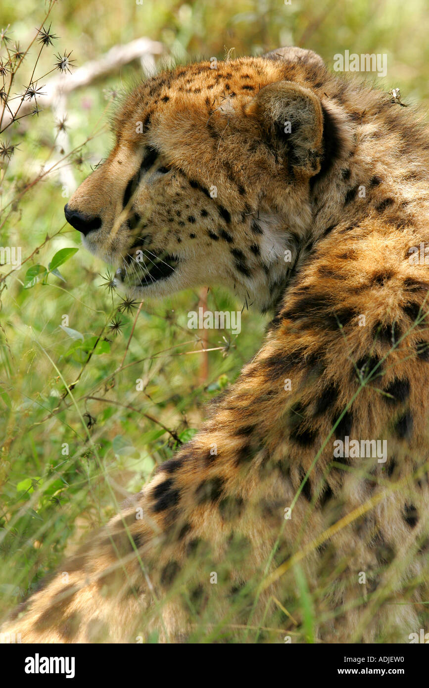 Cheetah tall grasses hi-res stock photography and images - Alamy