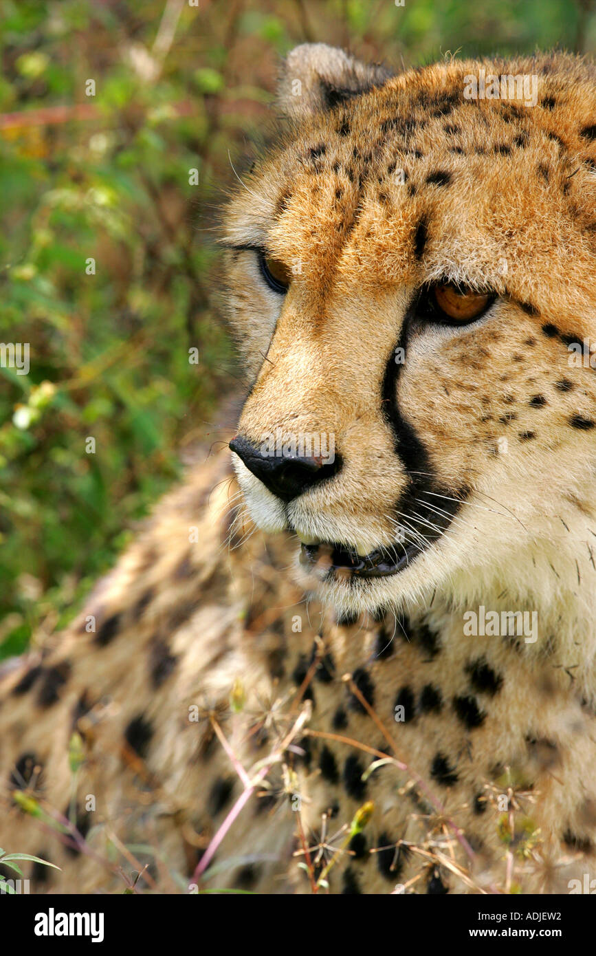 Cheetah tall grasses hi-res stock photography and images - Alamy