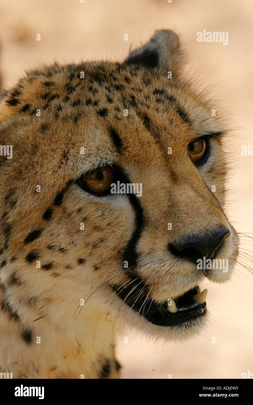 Cheetah tall grasses hi-res stock photography and images - Alamy
