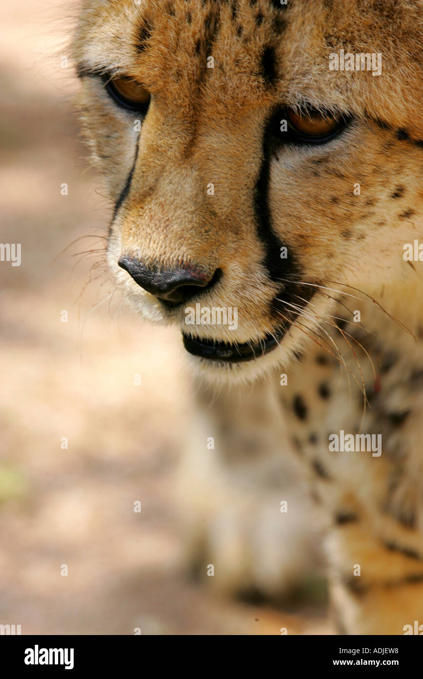 Cheetah tall grasses hi-res stock photography and images - Alamy