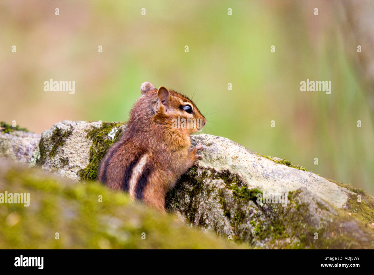 Chipmunk posed hi-res stock photography and images - Alamy