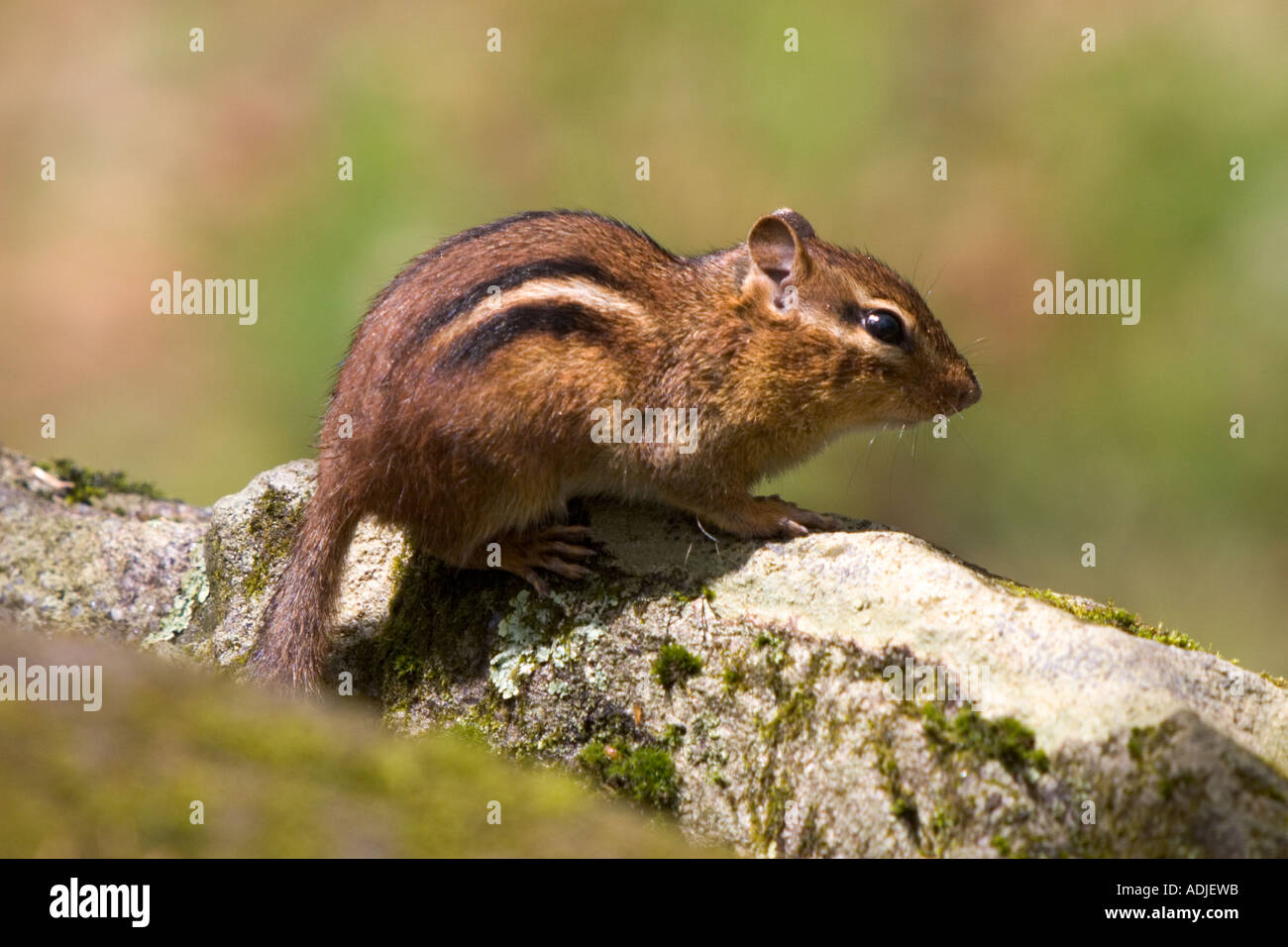Black and white chipmunk hi-res stock photography and images - Alamy