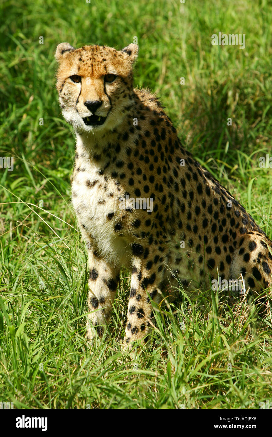 An African Cheetah Stock Photo - Alamy