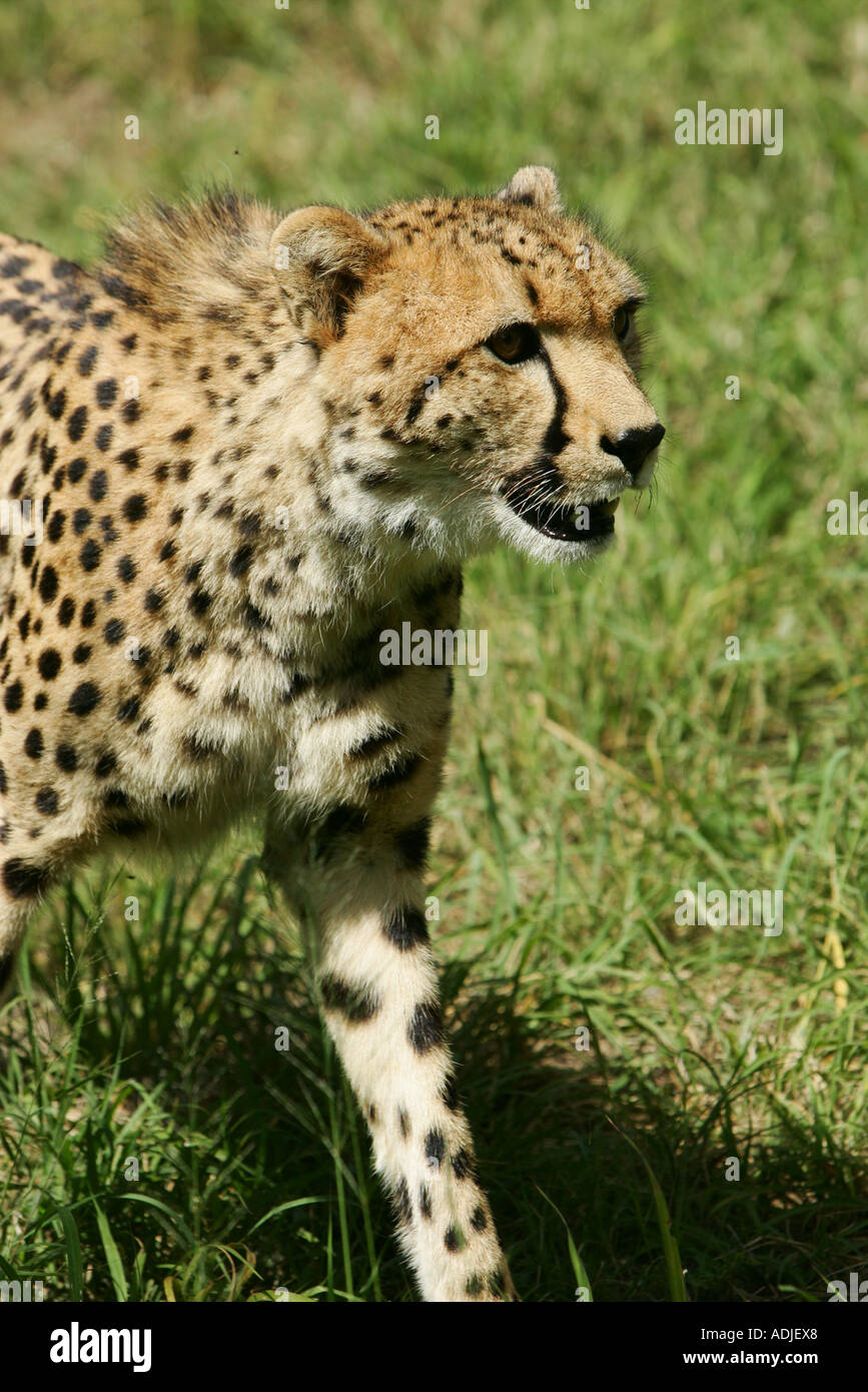 An African Cheetah Stock Photo - Alamy