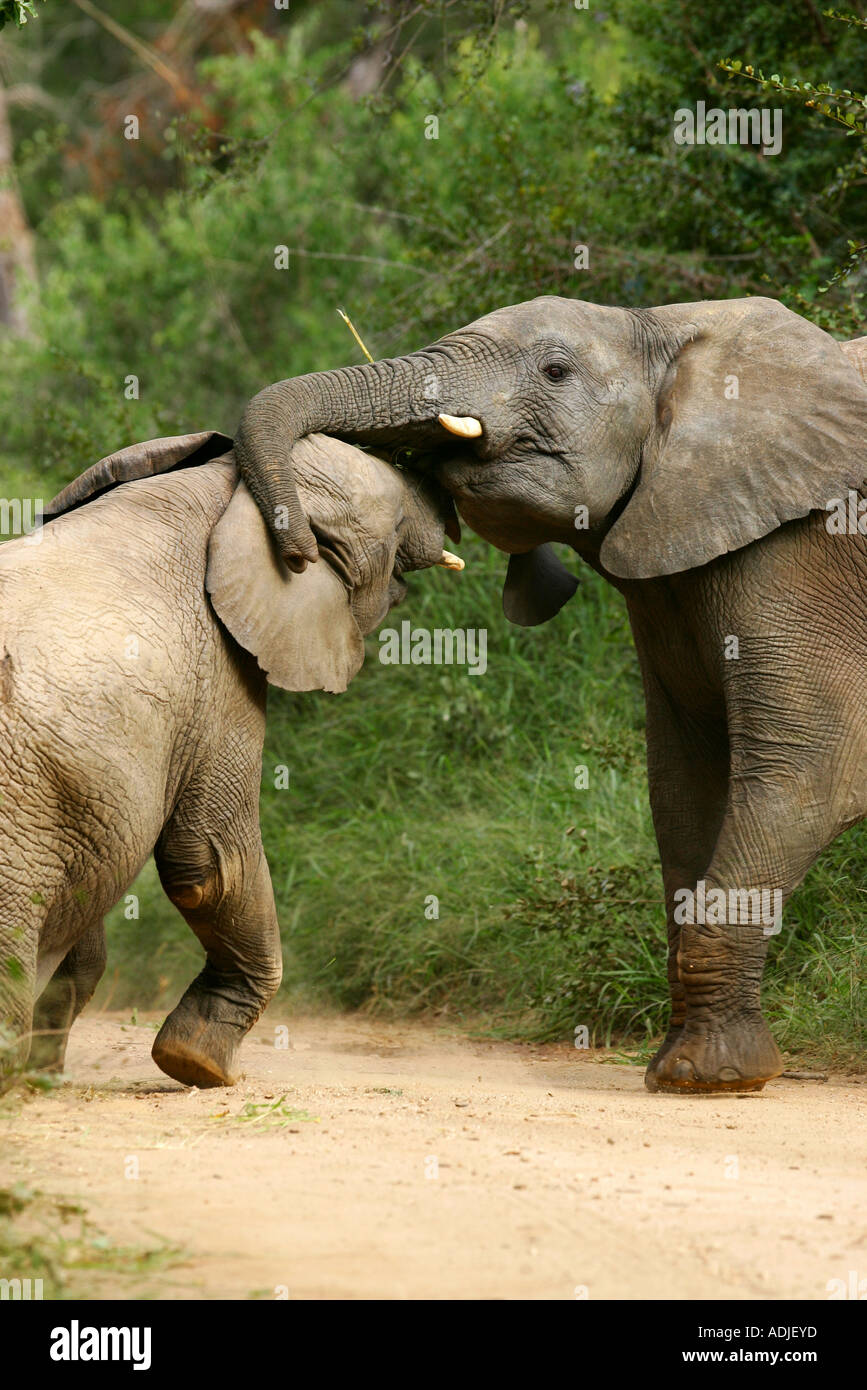 African Bull Elephants Stock Photo - Alamy