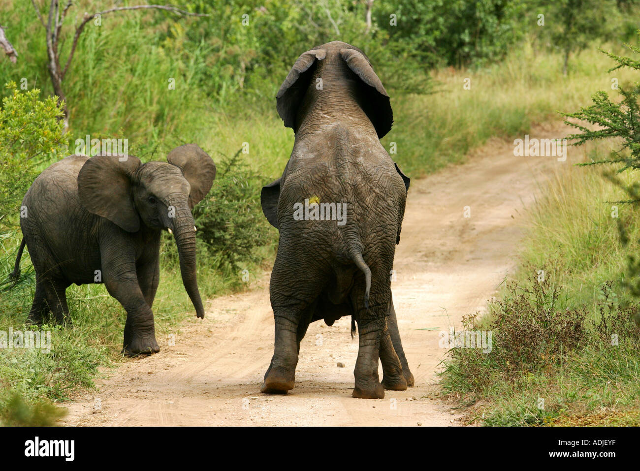 African Bull Elephants Stock Photo - Alamy