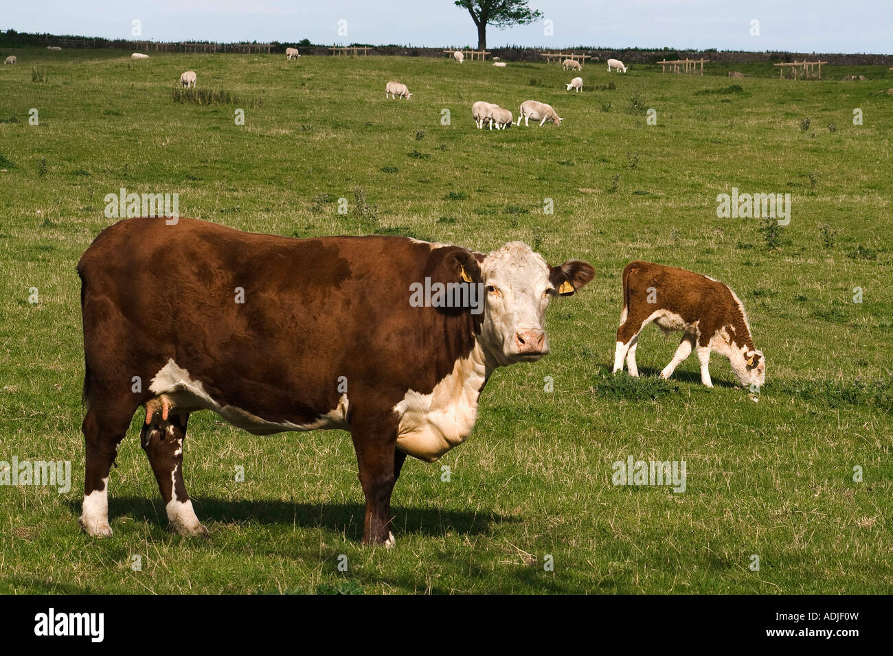 Cow and Calf 2 Stock Photo - Alamy