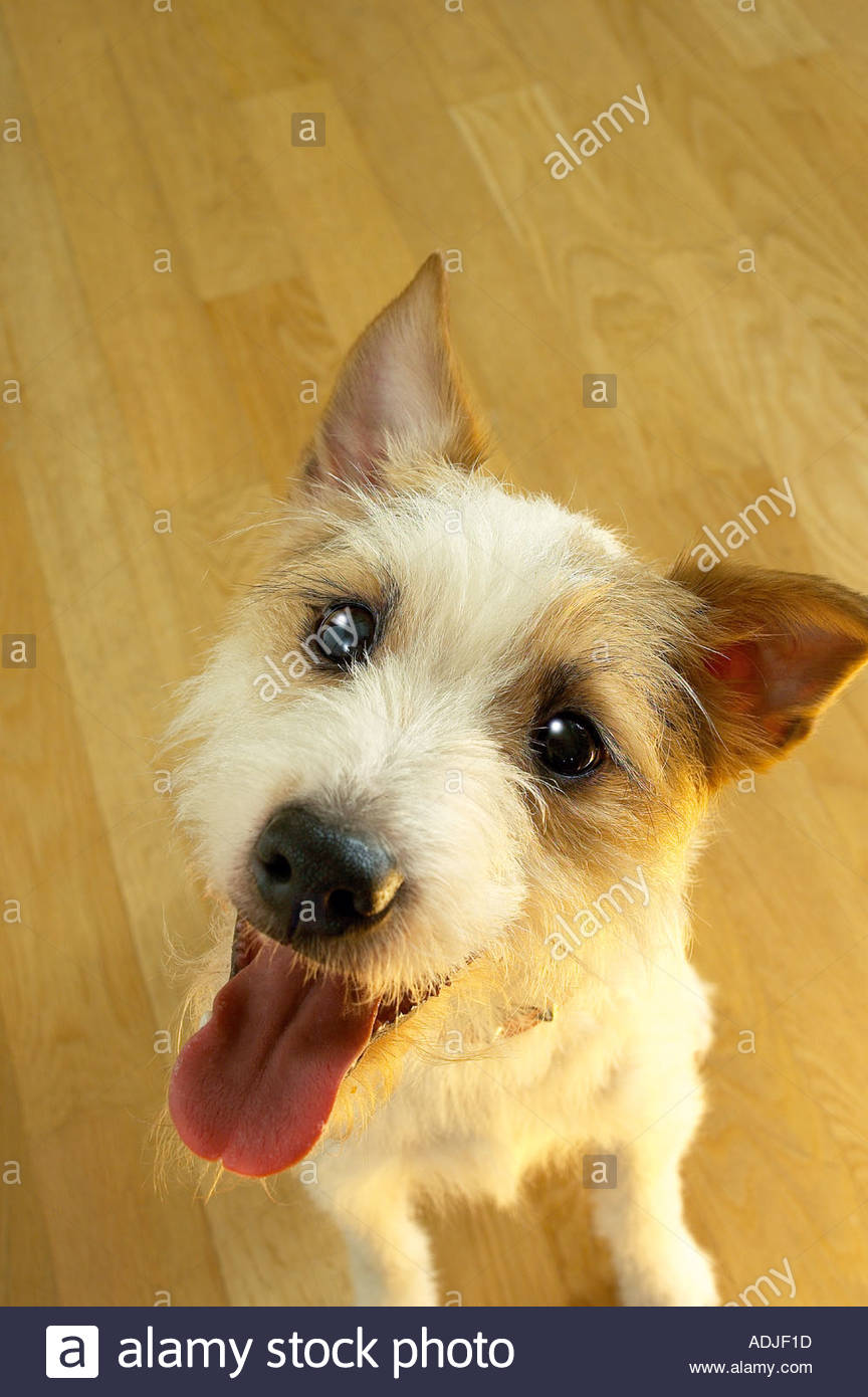 Jack Russell Terrier Dog Head Stock Photos & Jack Russell Terrier Dog ...