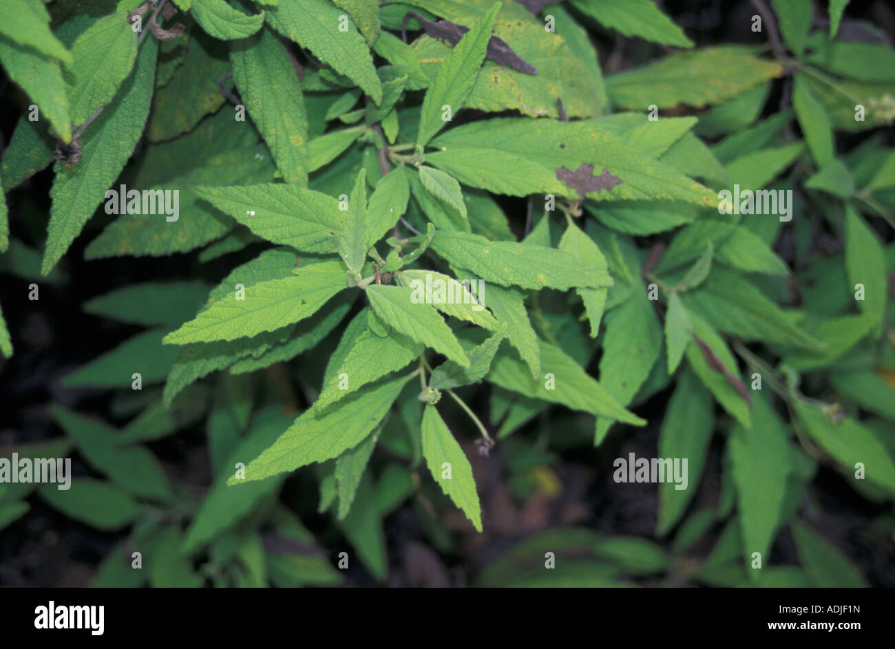 Plant cordia leucophlyctis hi-res stock photography and images - Alamy