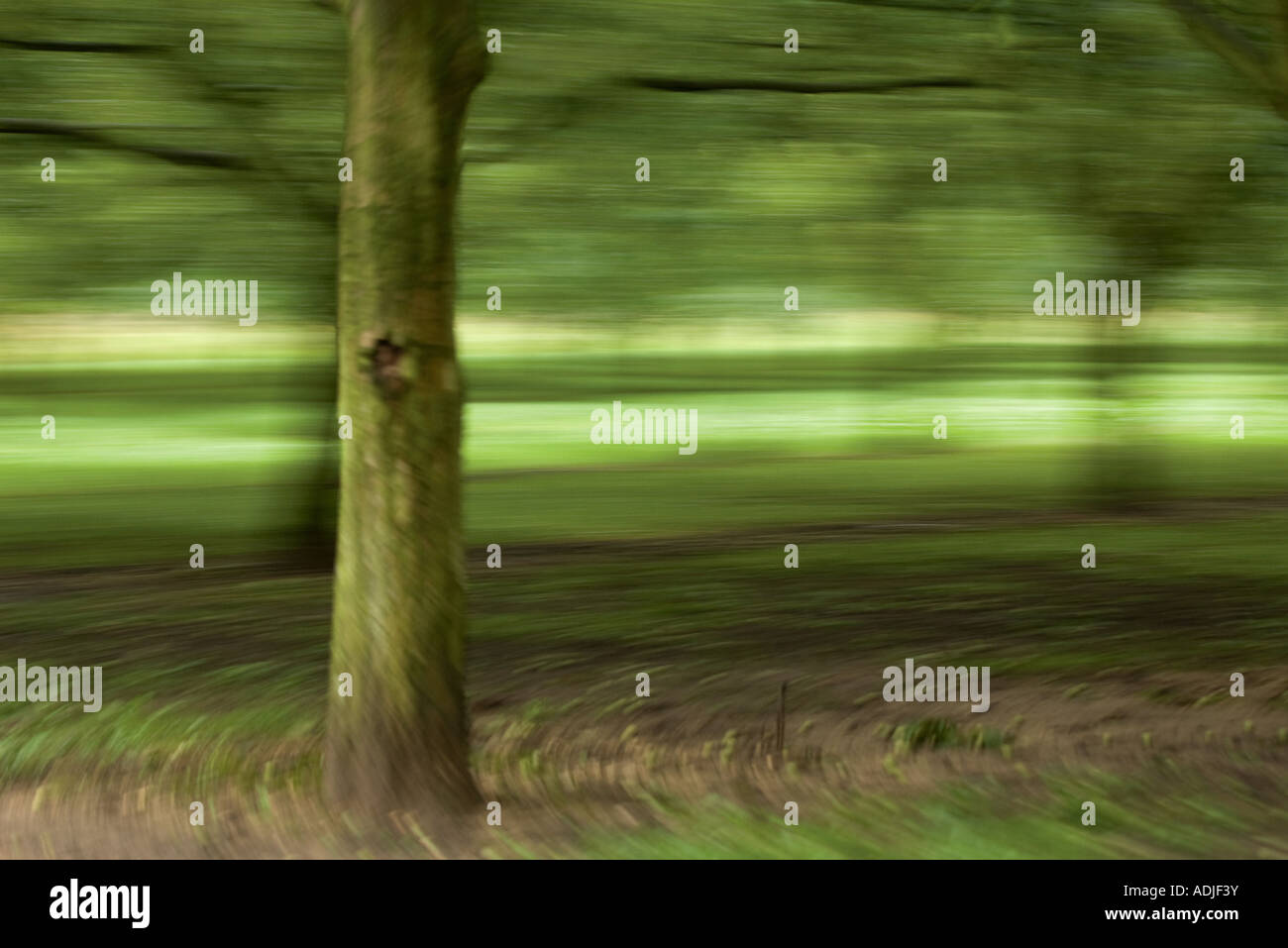 Tree in landscape, blurred motion Stock Photo - Alamy