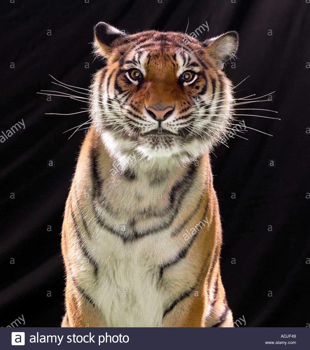 Female Tiger Stock Photos & Female Tiger Stock Images - Alamy