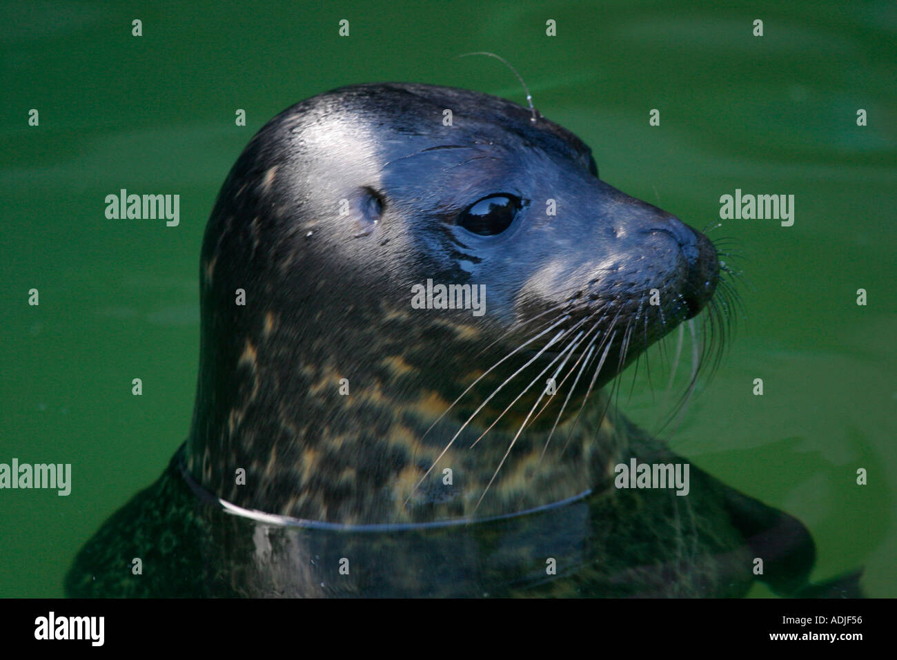 Grey Seal Scotland Stock Photo - Alamy