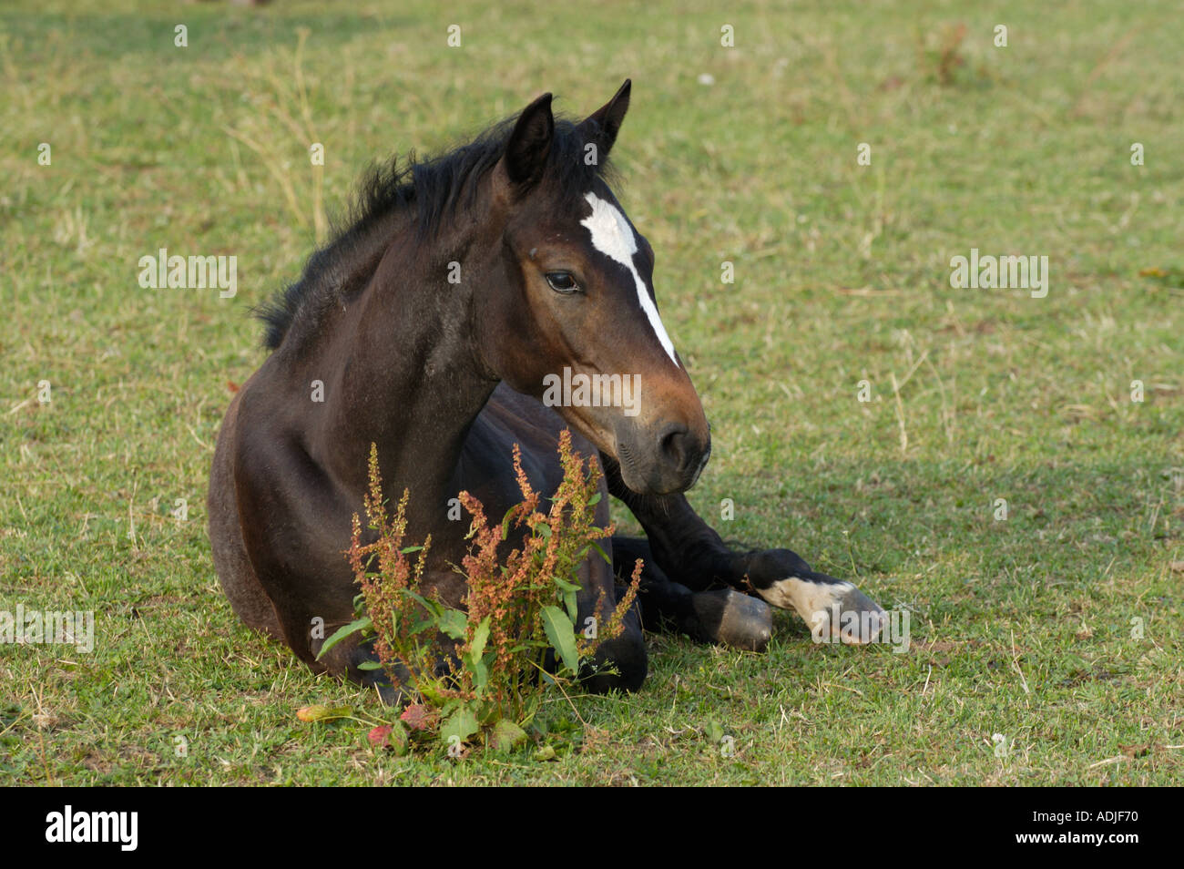 4 month Connemara pony foal lying in the paddock Stock Photo - Alamy
