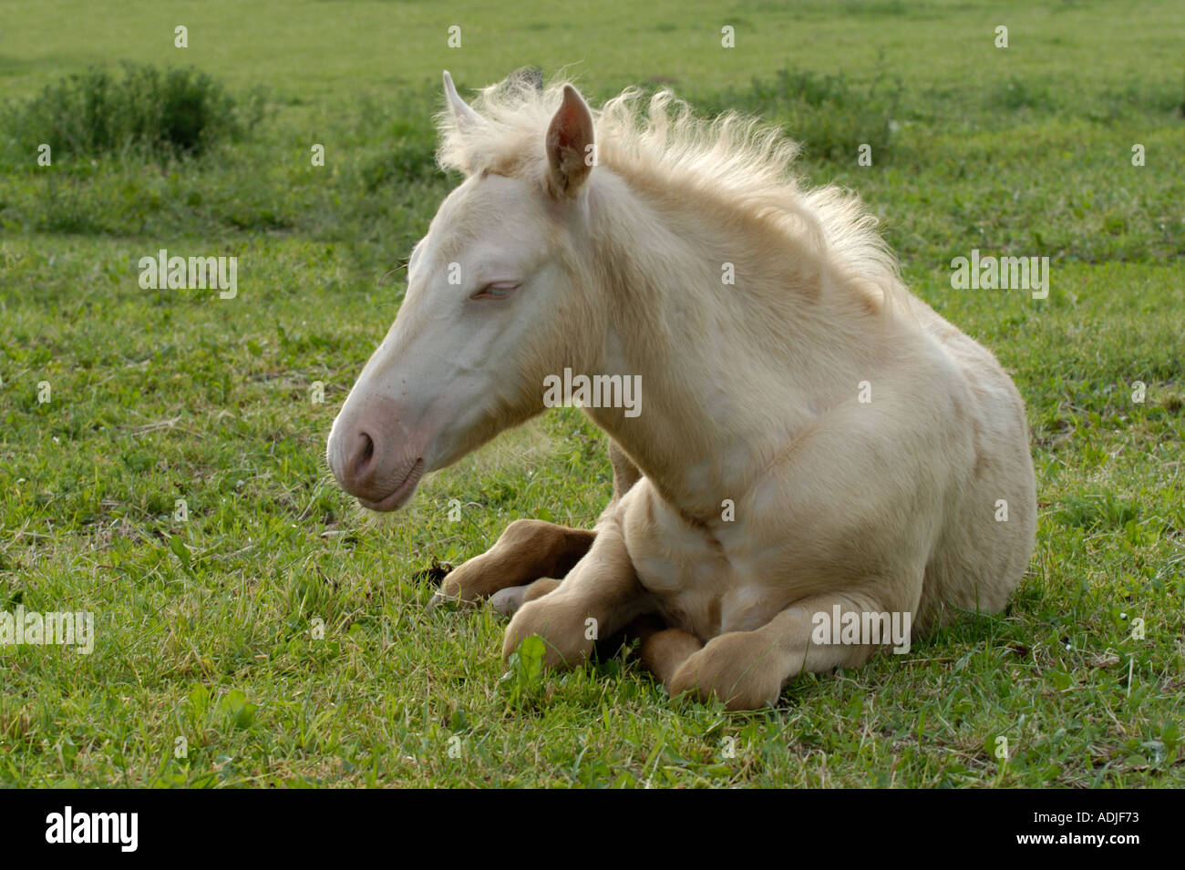 6 weeks Connemara pony foal lying in the paddock Stock Photo - Alamy