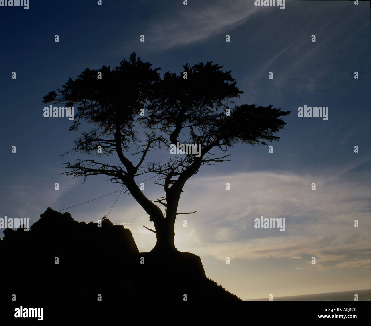 The Lone Cypress Stock Photo - Alamy
