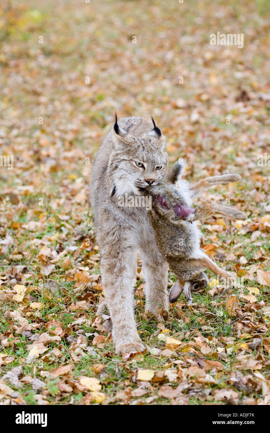 Lynx snowshoe hare hi-res stock photography and images - Alamy