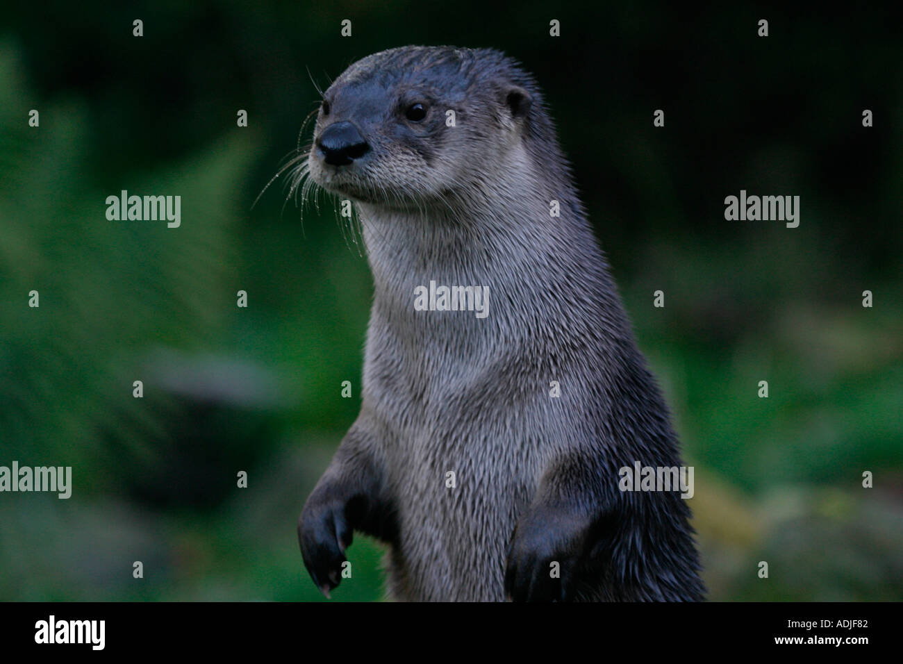 North American River Otter Stock Photo - Alamy