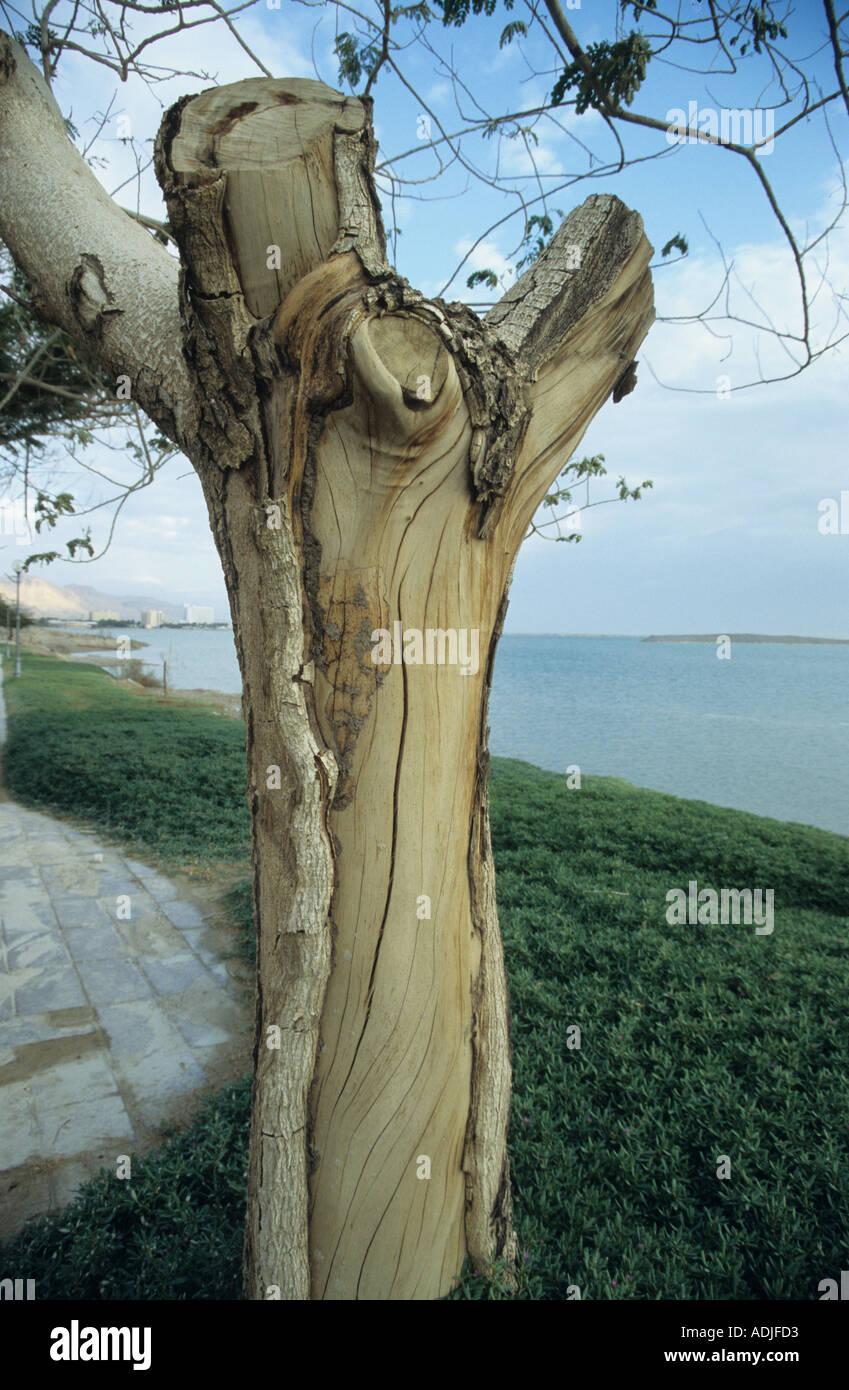 Dead Sea Tree 1 Stock Photo - Alamy