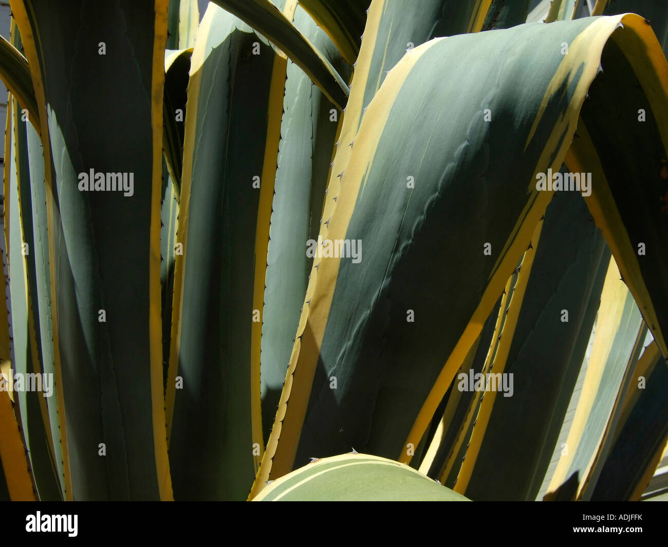 Agave americana variegata hi-res stock photography and images - Alamy