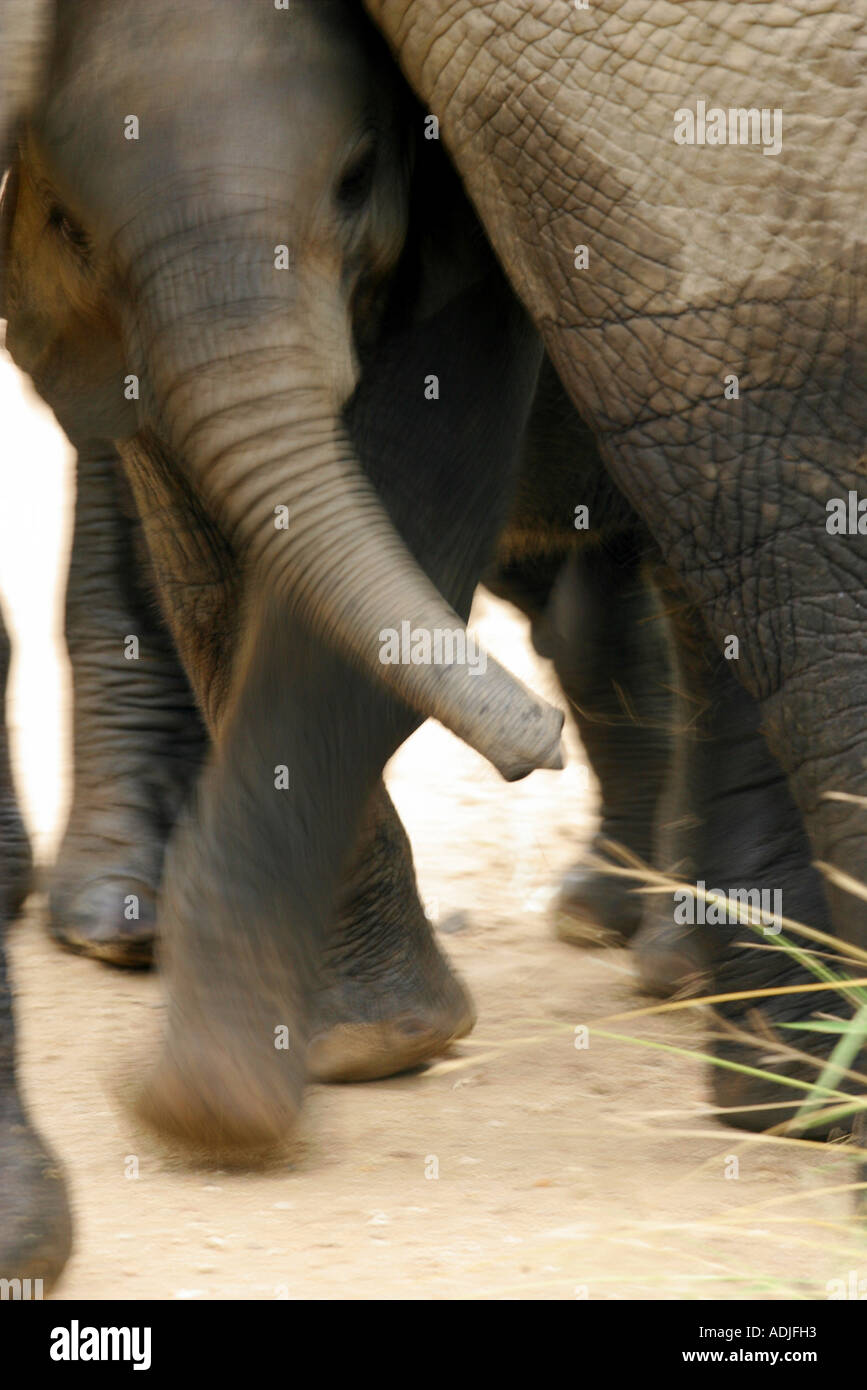 African Bull Elephants Stock Photo - Alamy